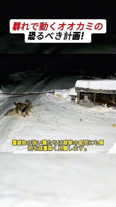 群れで動くオオカミの恐るべき計画！ オオカミ ジャーマンシェパード 動物の本能 野生の世界 深夜の出来事 Youtube