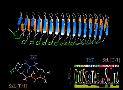 ab initio model of the first 16 repeats of the inpro crd a the ab