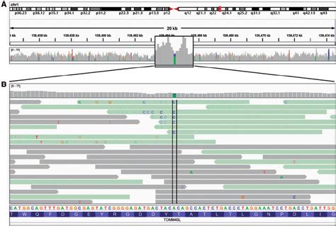Read Alignment Views At 20 Kb And Base Pair Resolution Igv Displays