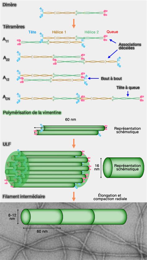 Structure Du Cytosquelette Cytosquelette Définition En Ligne Rrrm
