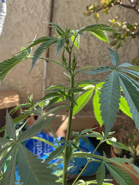 Help To Sex The Plants R Trees