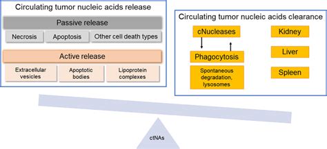 Factors Determining The Levels Of Circulating Tumor Nucleic Acids The
