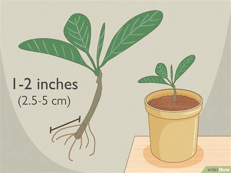 How To Propagate A Rubber Plant 3 Easy And Effective Ways