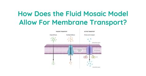 How Does The Fluid Mosaic Model Allow For Membrane Transport Learn Biology Biology Quest