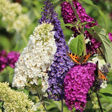 Copy Of Buddleja Davidii Flower Power Container 12Ø