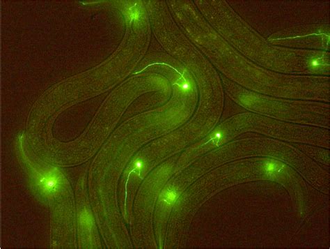 C Elegans With A Green Fluorescent Protein Gfp Marker In The Ash