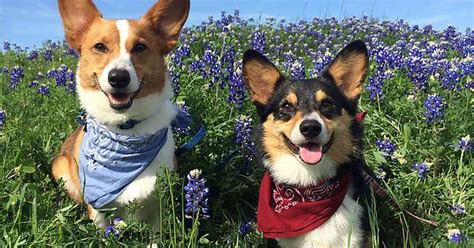 Corgi Springtime In Texas Imgur