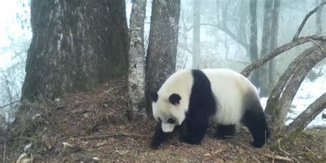 Wild Panda Population Doubles In Sichuan Myanmar International Tv