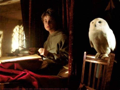 Harry Potter Hedwig Wallpapers Top Free Harry Potter Hedwig