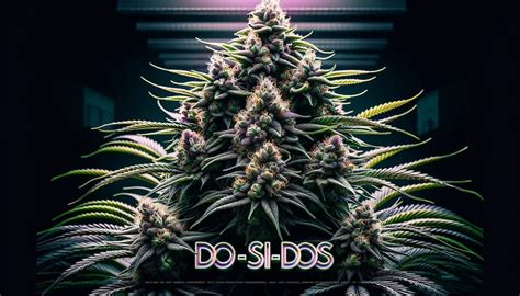 Customer Reviews And Testimonials For Do Si Dos Cannabis Seeds