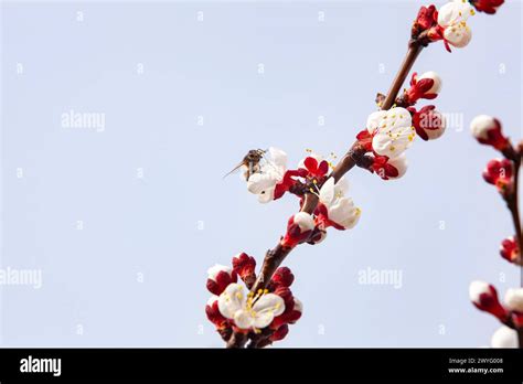 Honey Bee Working Pollination Of Flowering Apricots On A Plantation