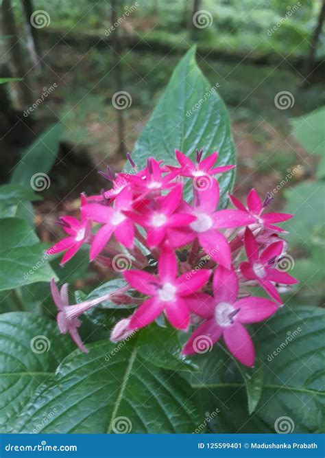 Irs Call Red Pichcha In Sri Lanka Stock Image Image Of Spreading Pichcha 125599401