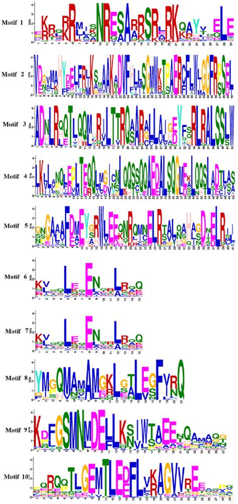 Sequence Logos Of Transcription Factors Domains In Celery Download