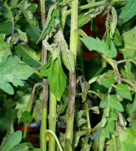 Late Blight On Tomatoes Vegetable Pathology Long Island Horticultural Research And Extension