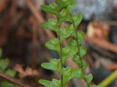 Xiphopterella Parva Ferns And Lycophytes Of The World