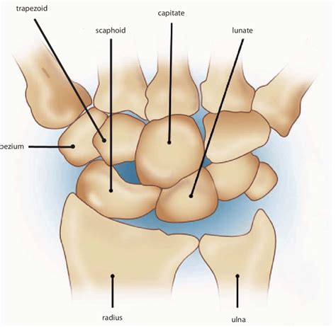 Scaphoid Bone Anatomy