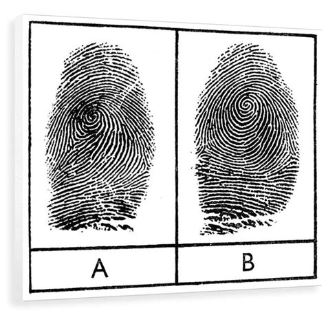 Fingerprints Of Identical Twins Photograph Monochrome Prints Giclee Print Fingerprint