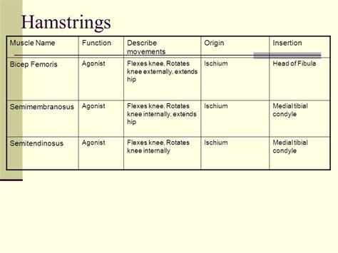 Hamstring Muscles Origin And Insertion