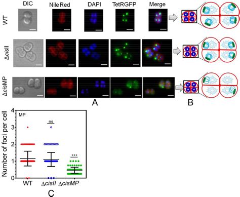 Deinococcus Radiodurans Gram Stain