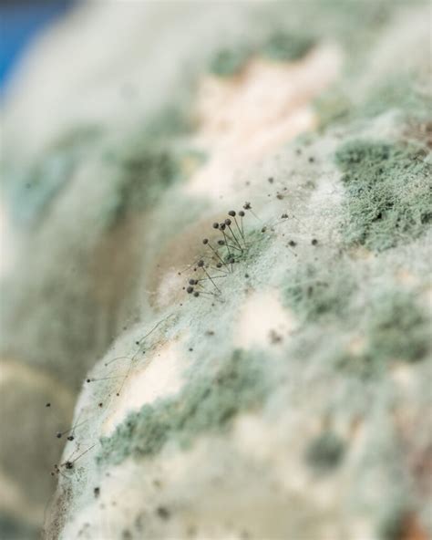 What Is The Difference Between Mold And Mildew Ultimate