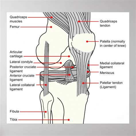 Anatomical Diagram Of A Human Right Knee Joint Poster