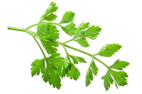 Premium Photo Fresh Parsnip Leaflets Pastinaca Sativa Foliage Isolated