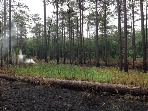 From Plants To Ecosystems Scaling The Impacts Of Disturbance Cari D