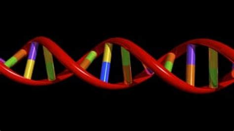 Lost DNA Led To Spineless Penis Big Brains Technology Science CBC News
