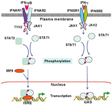 Jak Stat Signal Transduction Pathway At Daniel Gilmore Blog