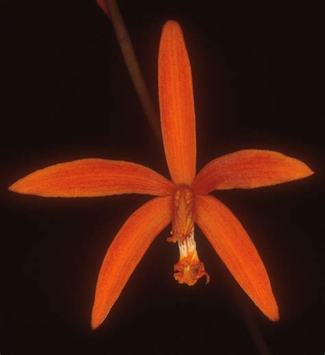 Cattleya Cinnabarina Alchetron The Free Social Encyclopedia