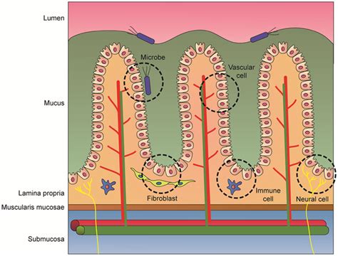Mucous Membrane Diagram Olfactory Epithelium Structure Function And