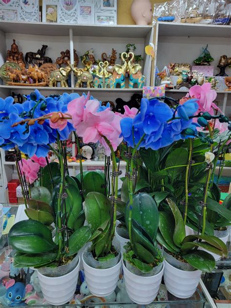 🌺🌸🍀 Гоёмсог цэцгүүд бүгд бэлэн Солонго цэцгийн дэлгүүр