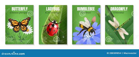 Realistic Nature Insects Posters Stock Vector Illustration Of Wing