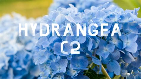 GitHub Captain Woof Hydrangea C Payloads A Cross Platform Collaborative C For Red Teaming