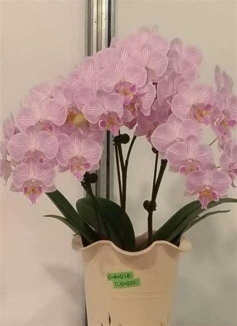 Shulong Flowers Industry