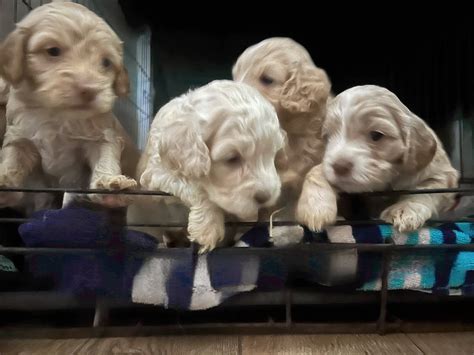 Cockapoo Puppies