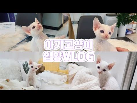 Vlog 아기고양이 입양 브이로그ㅣ새끼고양이 입양 첫날 YouTube