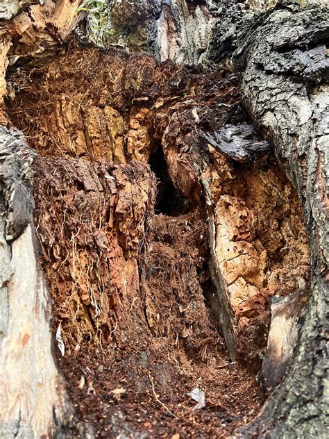 Willow Tree Disease R Arborists