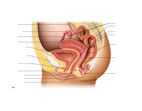 Sagittal View Of Female Sex Organs — Printable Worksheet