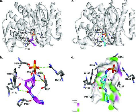 Molecular Docking Of Rel As A Michaelis Menten Complex A And B And As