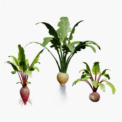 Beet Plant 3d Model Beet Plant 3d Model