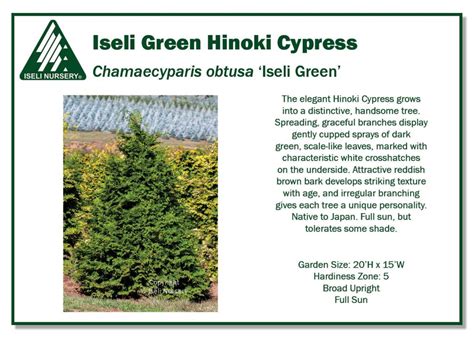 Cypress Iseli Green Hinoki Glover Nursery