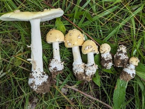 Taxon Amanita
