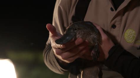 First Peoples The Dangers Of Genetic Isolation Twin Cities Pbs