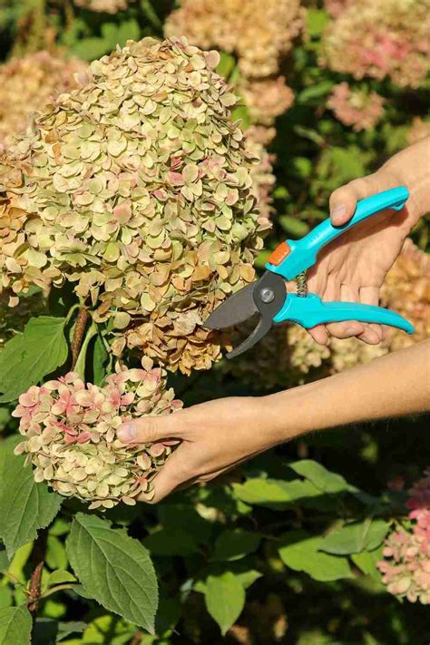 How To Prune Hydrangeas For Winter Hydrangea Love