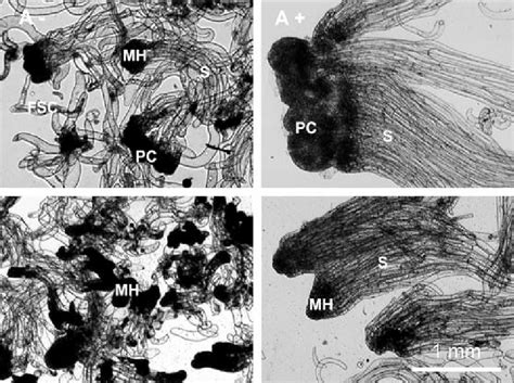 Somatic Embryos On A Basic Maturation Medium Supplemented With 20 µm