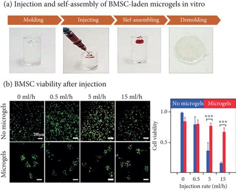 Encapsulation Techniques For Improving Stem Cell Viability A Download Scientific Diagram