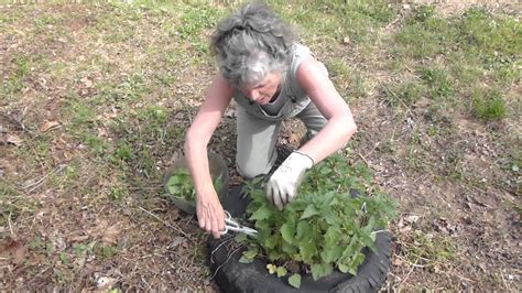 Stinging Nettles Youtube