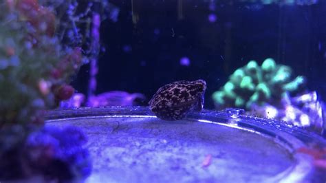 Dwarf Cuttlefish Hatchlings Reaching Two Months Milestone Reef2reef