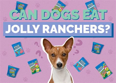 Can Dogs Eat Candy Canes Vet Approved Reasons And Facts Hepper Pet